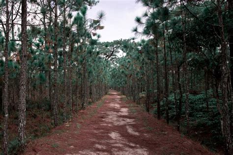 Premium Photo Footpath Amidst Trees In Forest