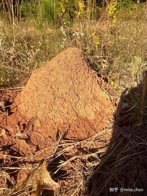50张高清图带你全面认识红火蚁和蚁巢！ 知乎