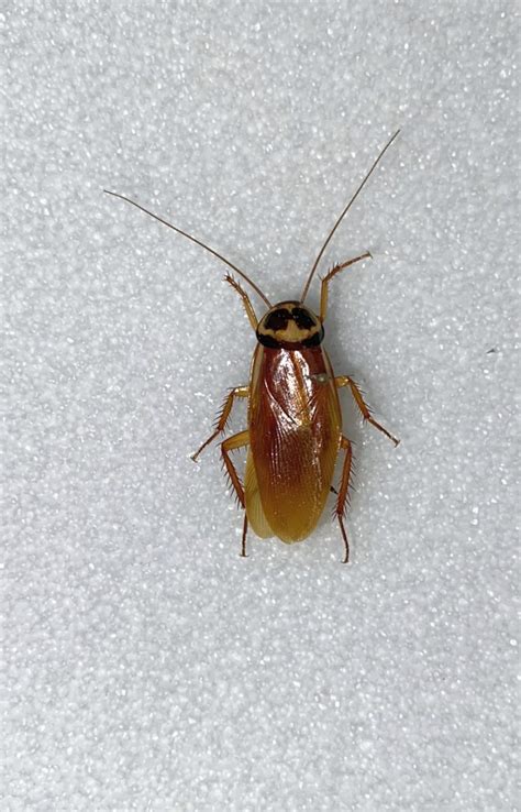 Blattodea Unbc Biol 322 Entomology