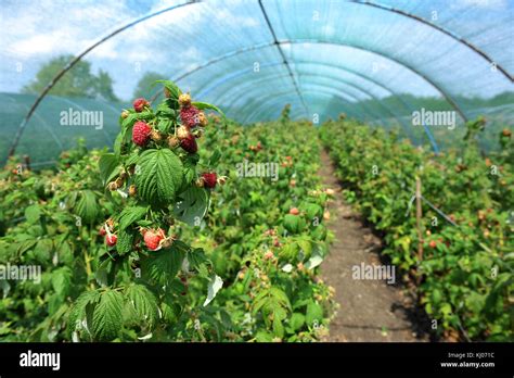 Raspberry Plants In A Greenhouse Stock Photo Alamy