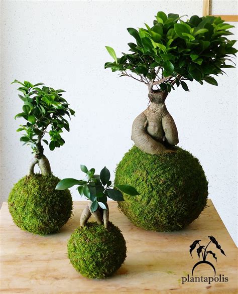 How To Make A Perfect Kokedama Japanese Moss Balls Artofit