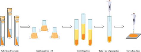 Flowchart Of Bacterial Preparation Download Scientific Diagram