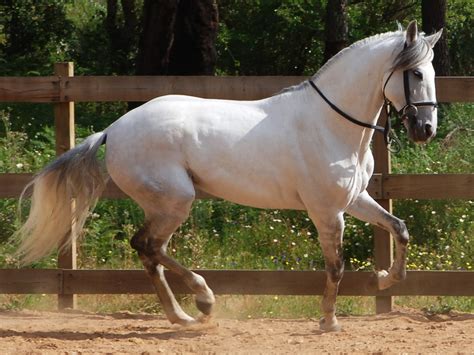Lusitano Horse Gallop To Discover