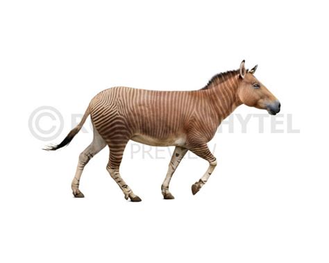 Nannippus Image Buy Uchytel