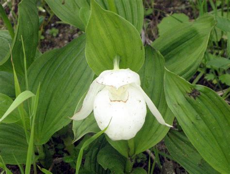 レブンアツモリソウ Cypripedium Macranthos Var Flavum かぎけん花図鑑