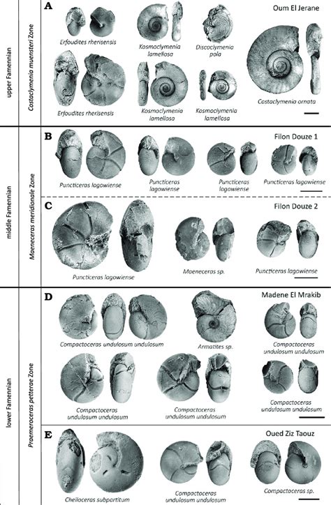 Typical Ammonoids From Lower Middle And Upper Famennian Anti Atlas