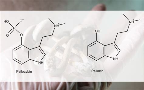 What Are Psilocybin And Psilocin