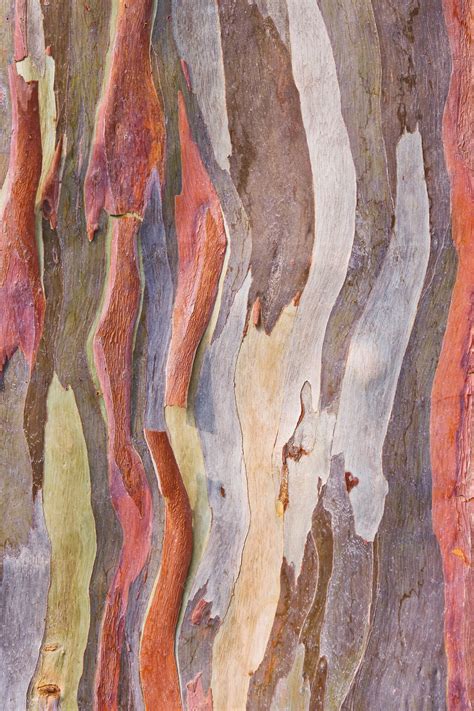 Premium Photo Eucalyptus Tree Texture Background