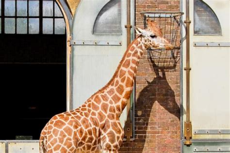 Protist Kingdom What Is Characteristics Classification And Examples