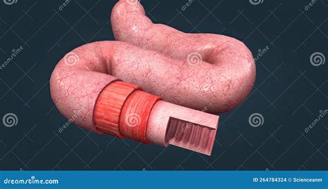 The Human Intestines Function To Absorb Digestive Products And Have