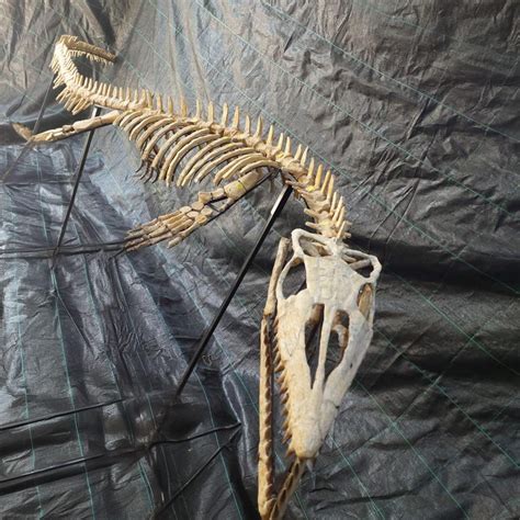 Rare And Complete Mosasaurus Skeleton Museum Quality Fossil From The Late Cretaceous Etsy