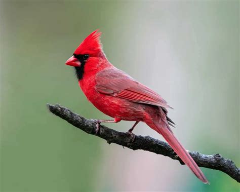 Zašto Ptice Pjevaju Arzhr