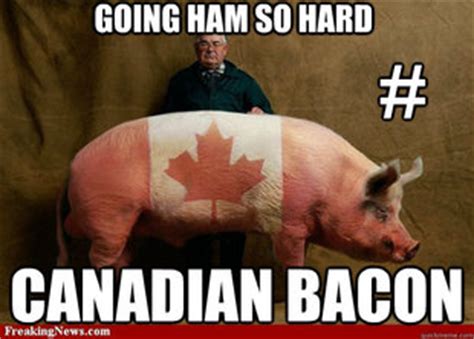 Bacon Memes Baconcoma Com Page