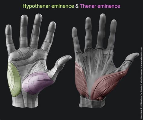Extensor Tendons Of Hand Anatomy Anatomy Drawing Diagram