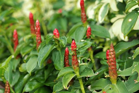 Shampoo Ginger Lily Everything You Need To Know