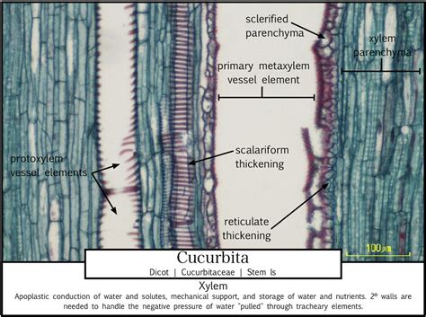 Xylem Slide
