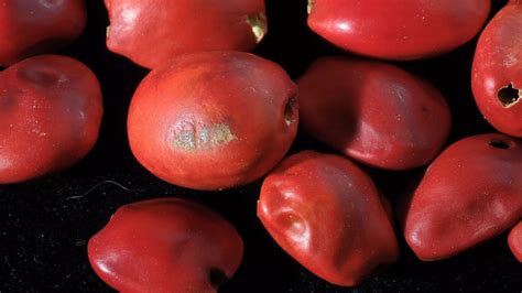 Mercan Taşı Özellikleri Nelerdir Nkgoo