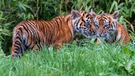 Tiger Cubs