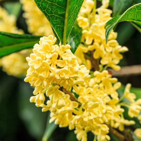 Osmanthus Fragrans Olea Fragrans Osmanto Fiore Bianco Vendita