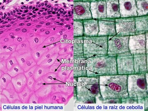 Celulas Eucarioticas Sob Microscopio Página 32 Imágenes De Celula