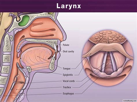 Enlarged Larynx Women Trachea And Larynx Pqrb