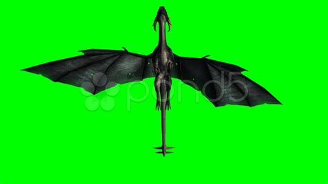 Dragon In Flight Green Screen Stock Footage Ad Green Flight Dragon Footage Greenscreen