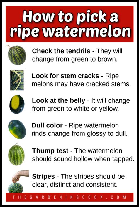 When Is A Watermelon Ripe How To Tell When To Pick It