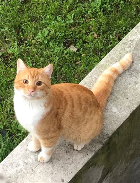 Gatito Naranja Gatos Anaranjados Gato Naranja Mascotas Bonitas