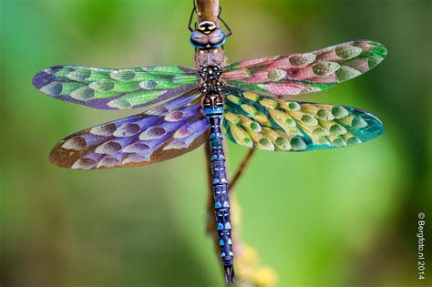 Colorful Dragonfly On Plant Prachtige Vlinders Dieren Fotos
