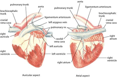 Image Heart Cow Msd Veterinary Manual