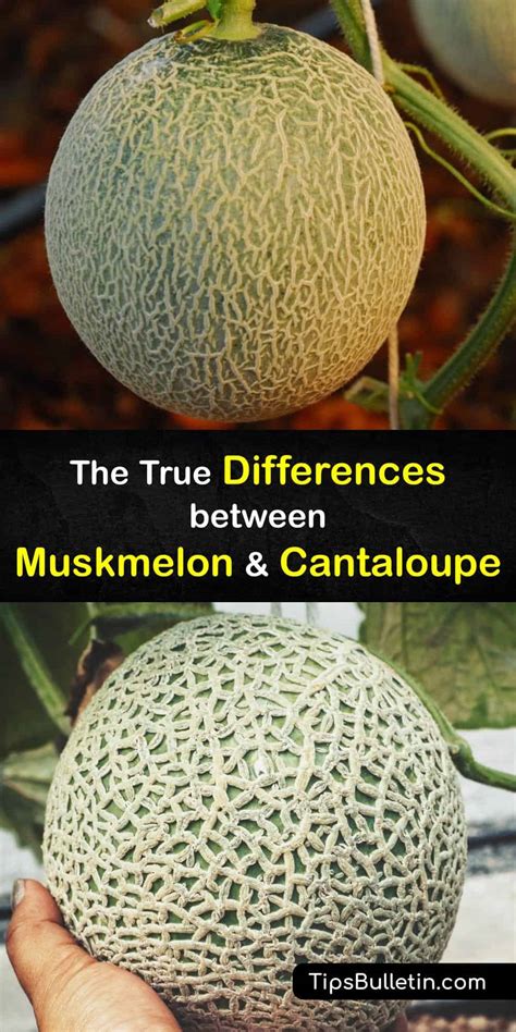 Are Muskmelons And Cantaloupes The Same