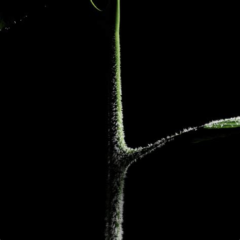 Bernard James Cgi Motion On Behance