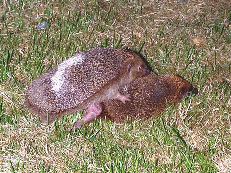 Op Welke Manier Hebben Egels Seks Goeievraag