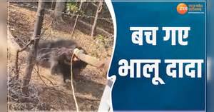 Bhalu Ka Video Forest Department Saved Life Bear In The Forest Area Of Balaghat District Bhalu