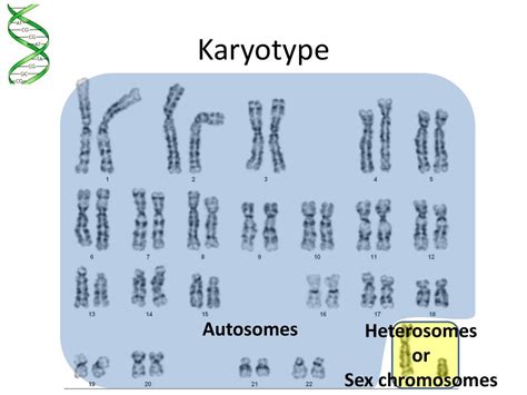 Heredity Ch 7 Pp1 An Introduction Ppt Download