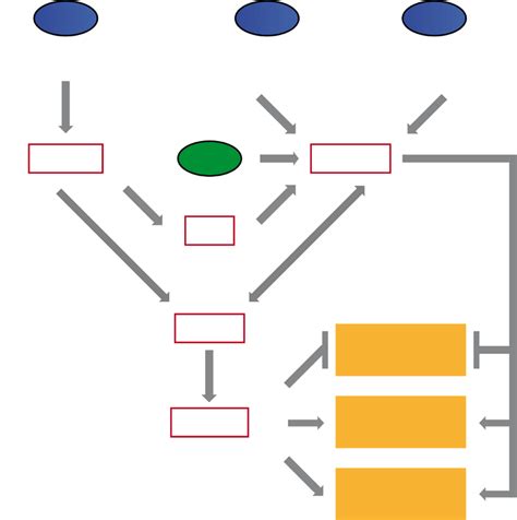 Signaling And Transcription Factor Network For Human Germ Cell