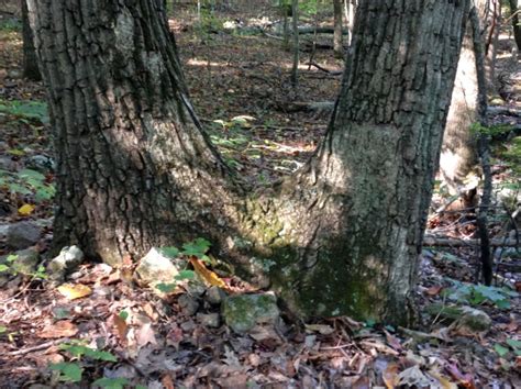 Inosculation Fusion Bonsai