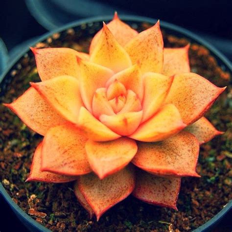 Orange Echeveria Succulent Seeds Etsy Echeveria Succulent