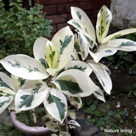 Ficus Plant Ficus Benjamina How To Care Ficus Houseplants In Winter