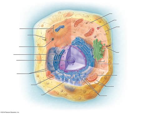Generalized Cell Diagram Diagram Quizlet Generalized Cell Diagram Diagram Quizlet