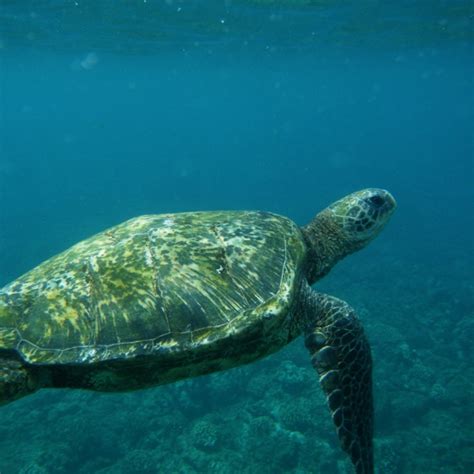 Turtle At Napili Beach Maui I Swam With He Was So Cute