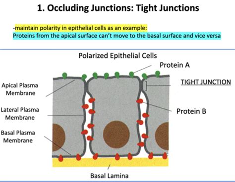 Cell Biology Unit 4 Final Flashcards Quizlet