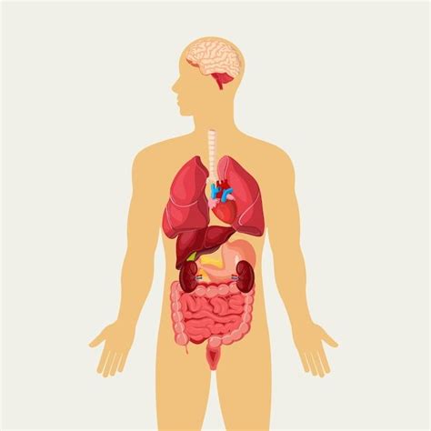 Science Diagram Human Body At Joel Herrera Blog