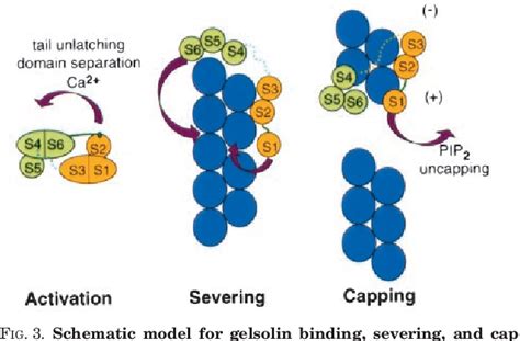 Gelsolin Semantic Scholar