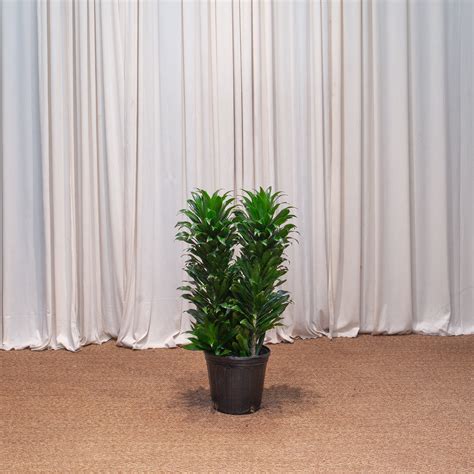 Janet Craig Dracaena Bush 10 Pot Promise Supply