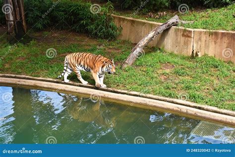 Tiger In The Zoo Washington Dc Editorial Photography Image Of