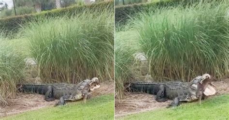 Video Viral Muestra A Caimán Alimentándose En Campo De Golf De Florida