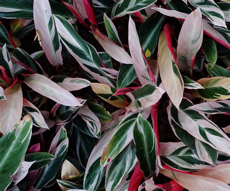 How To Care For A Triostar Stromanthe 3 Expert Tips Homes And Gardens