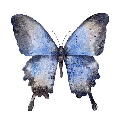 수채화 블루 나비 곤충 여름 그림 흰색 배경에 고립 프리미엄 사진