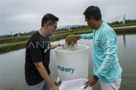 Feeding Fish Using Efeeder Automatic Tool Antara Foto